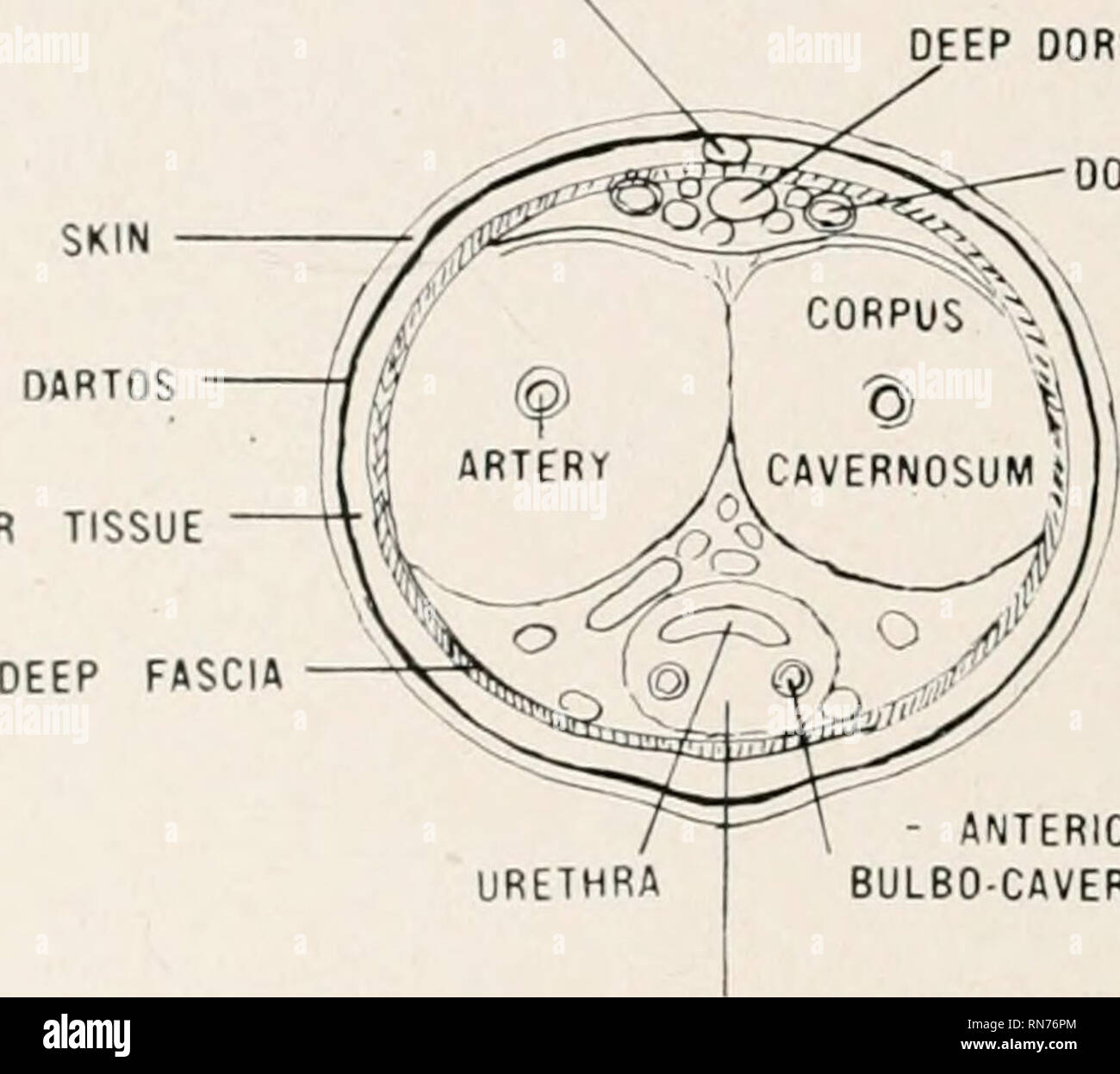 . Anatomy in a nutshell : a treatise on human anatomy in its relation ...