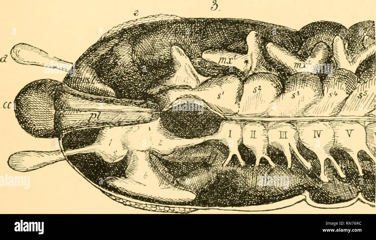 Cephalo High Resolution Stock Photography and Images - Alamy