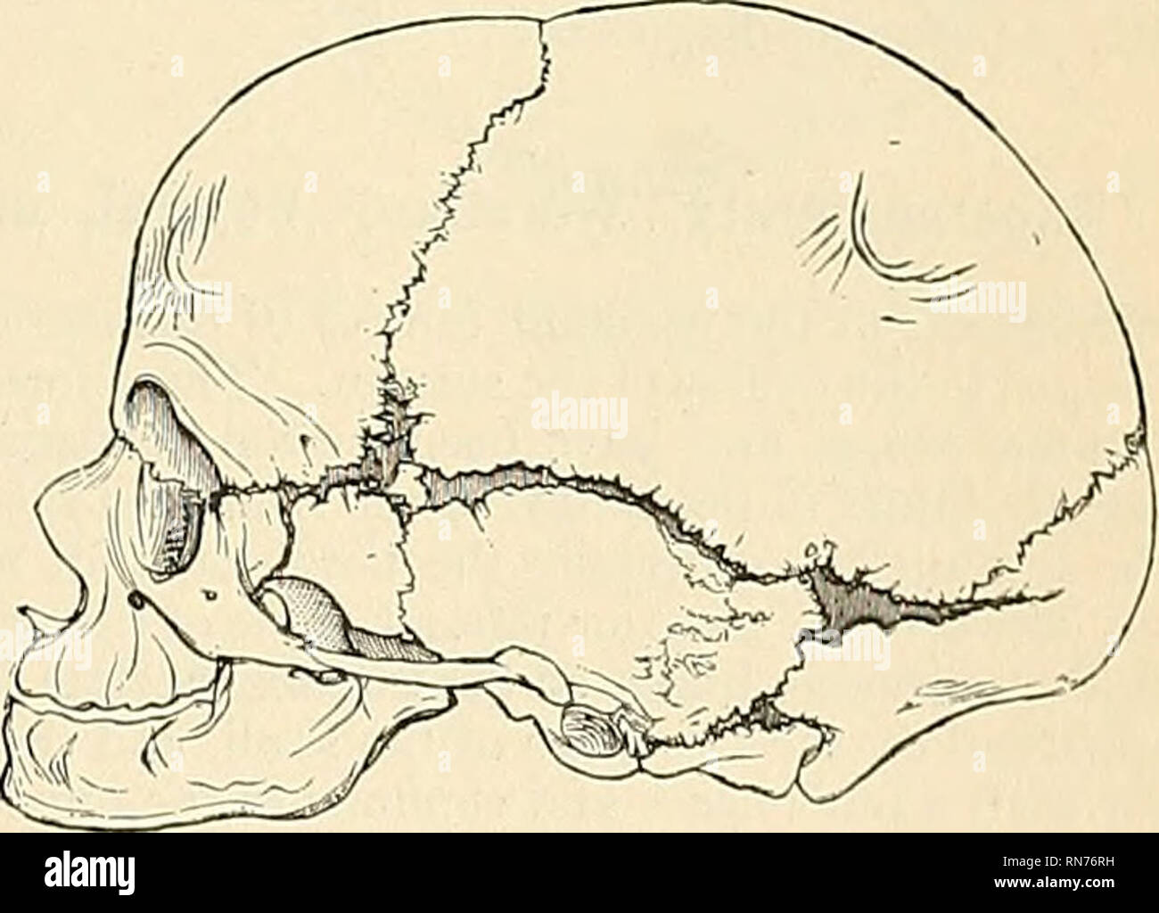 . Anatomy, descriptive and applied. Anatomy. ^ . , Fig 112,—The lateral ...
