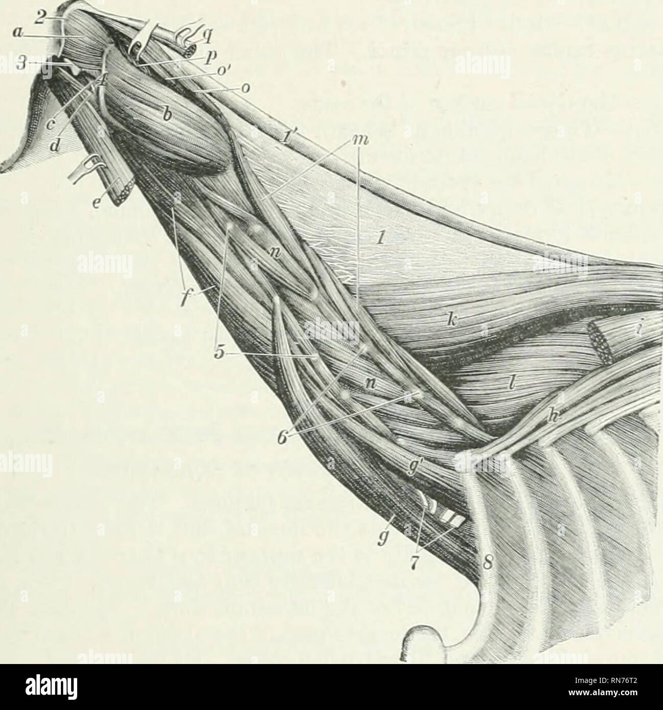 . The anatomy of the domestic animals. Veterinary anatomy. LATERAL ...