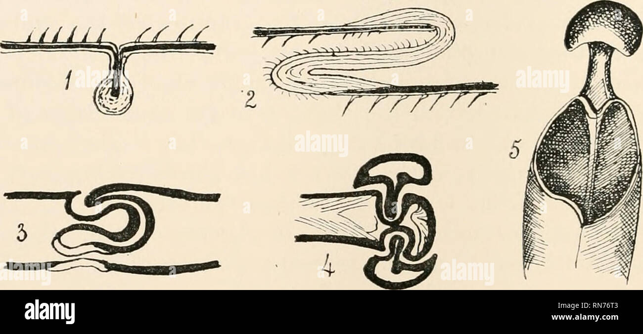 Chitinous plates hi-res stock photography and images - Alamy