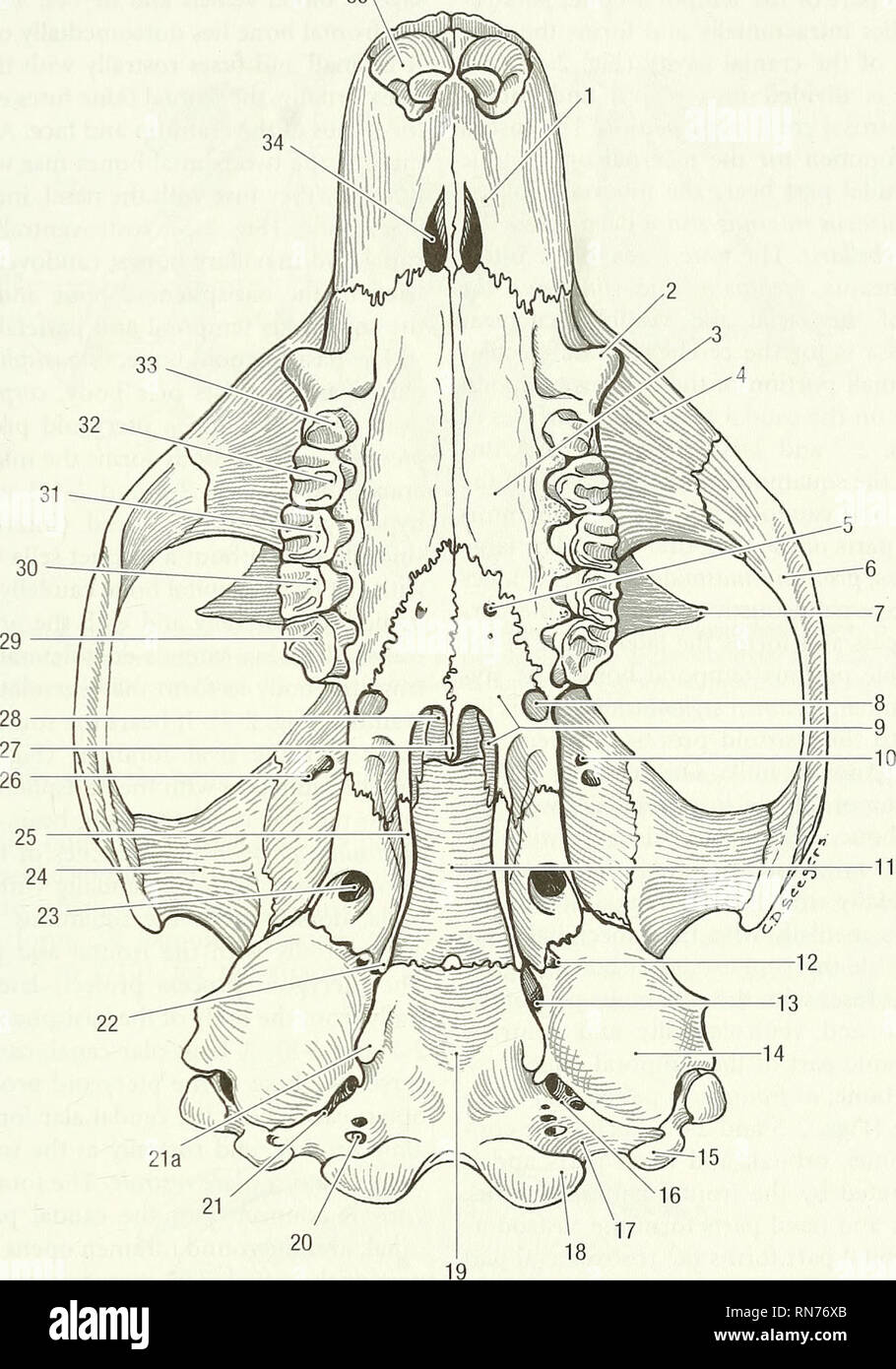 . Anatomy of the woodchuck (Marmota monax). Woodchuck; Mammals. Chapter ...