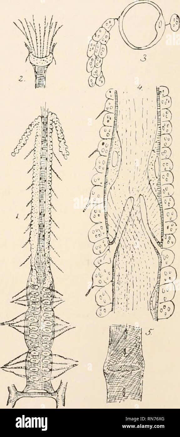 . The anatomy, physiology, morphology and development of the blow-fly ...
