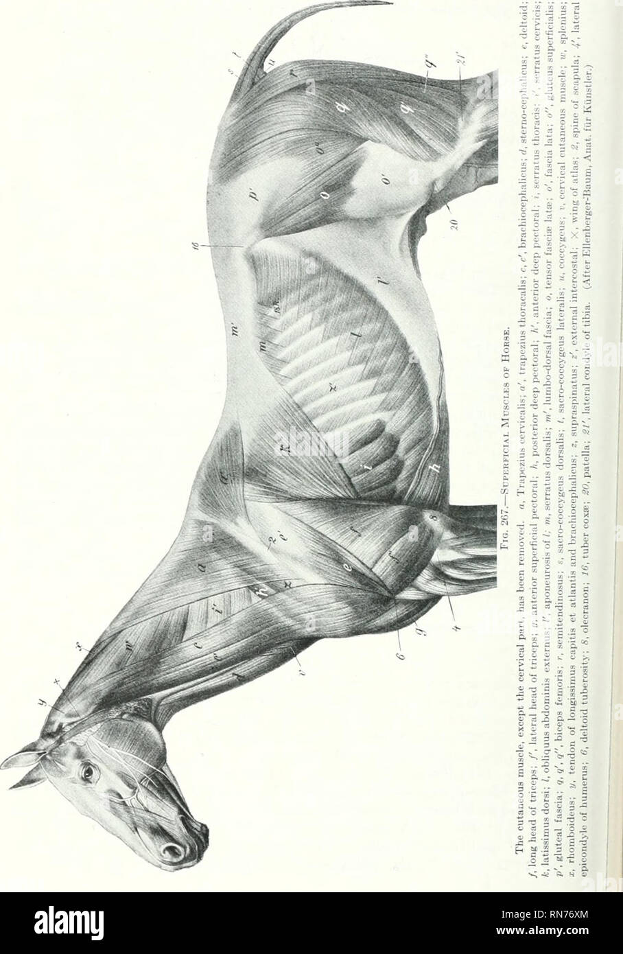 Neck muscles horse anatomy hi-res stock photography and images - Alamy