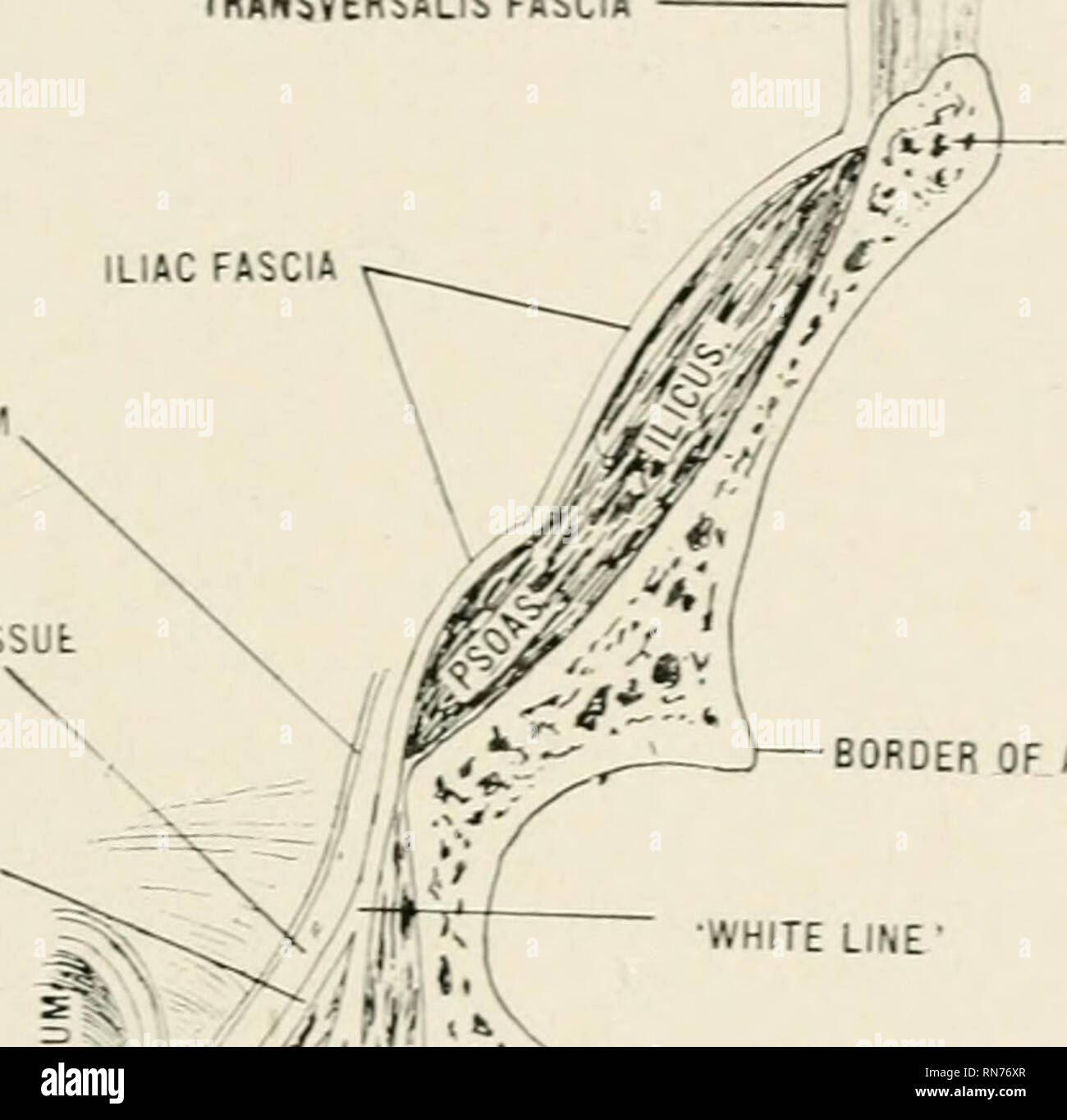 . Anatomy in a nutshell : a treatise on human anatomy in its relation ...
