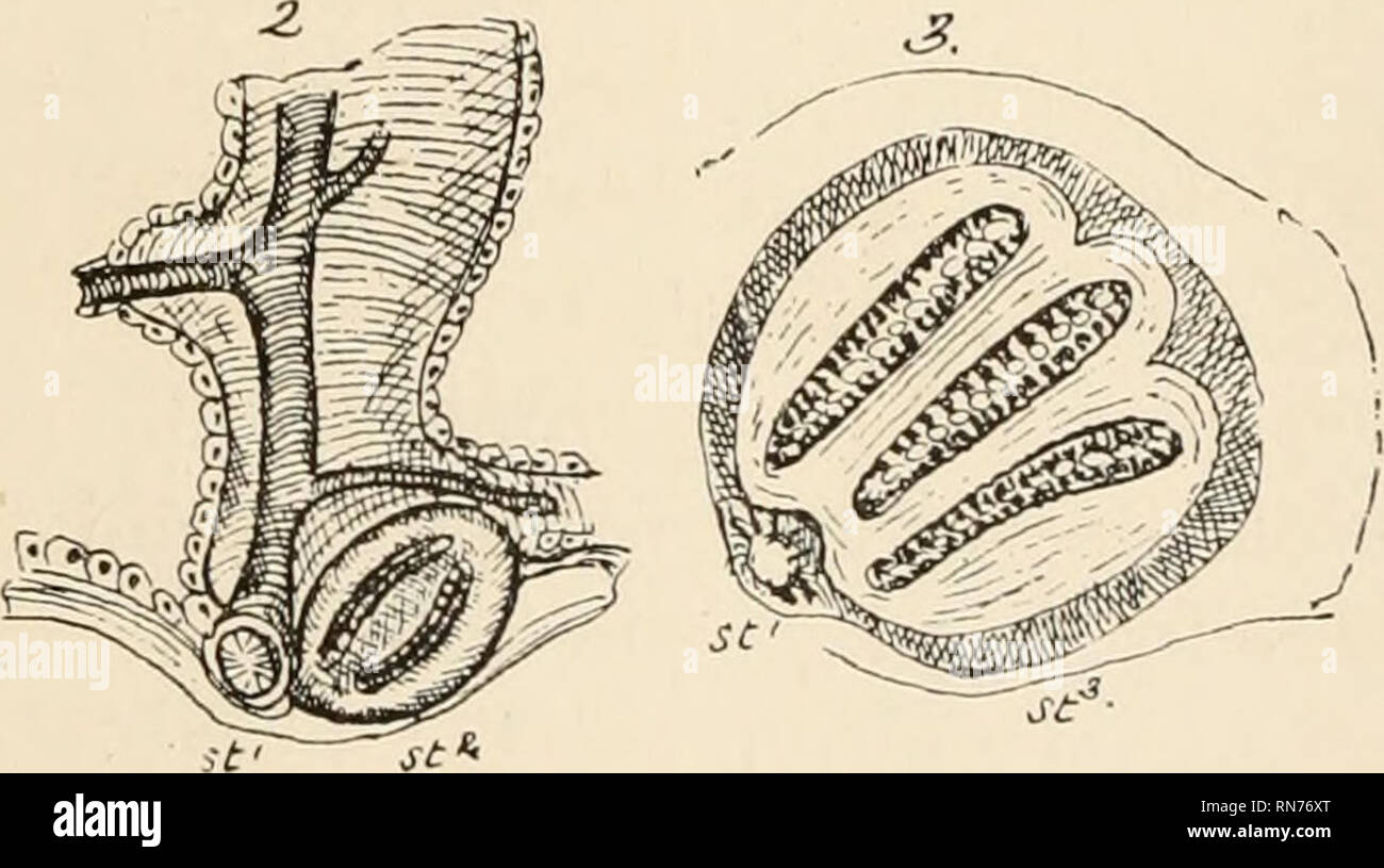 . The anatomy, physiology, morphology and development of the blow-fly ...