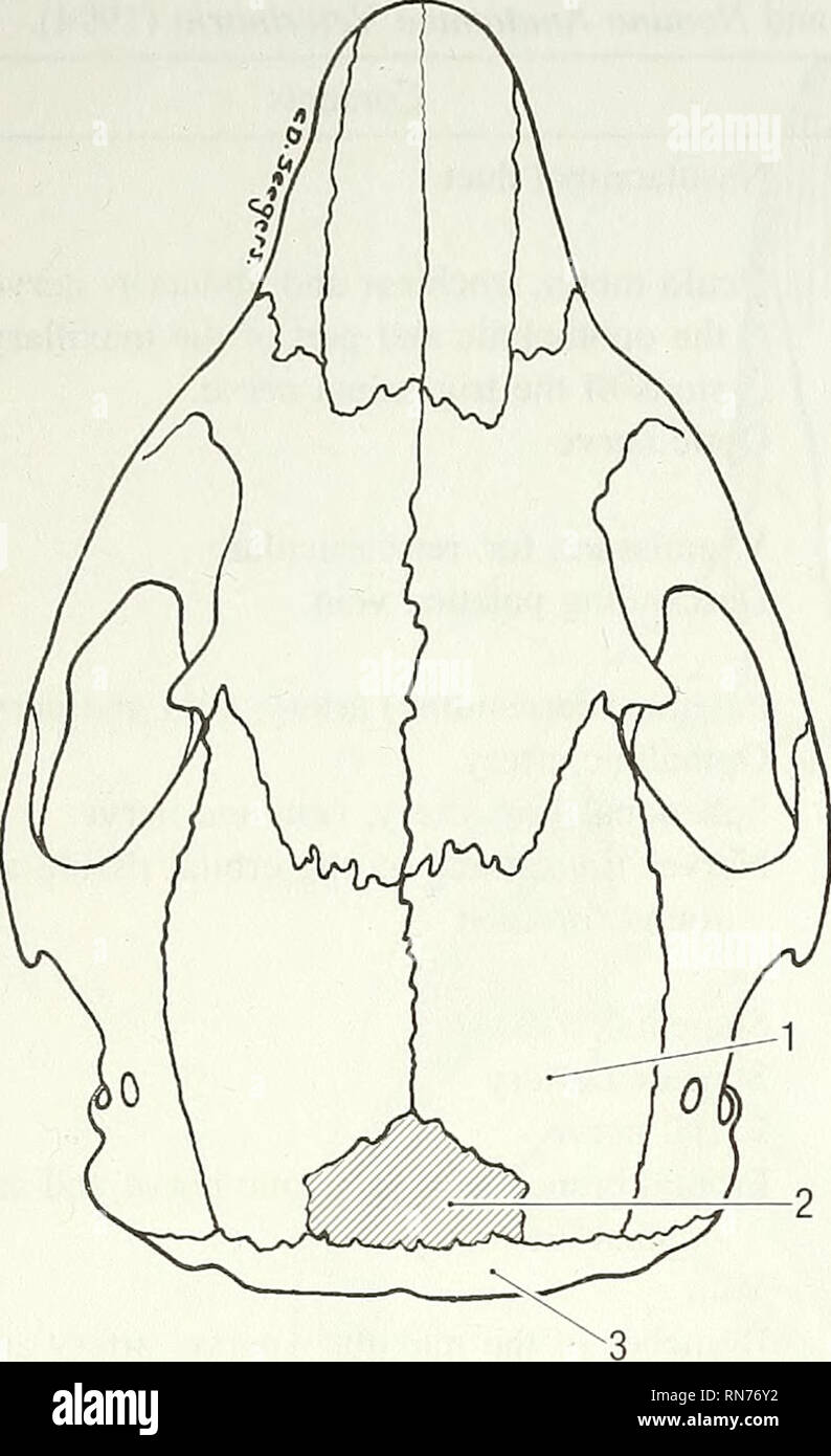 External occipital crest hi-res stock photography and images - Alamy