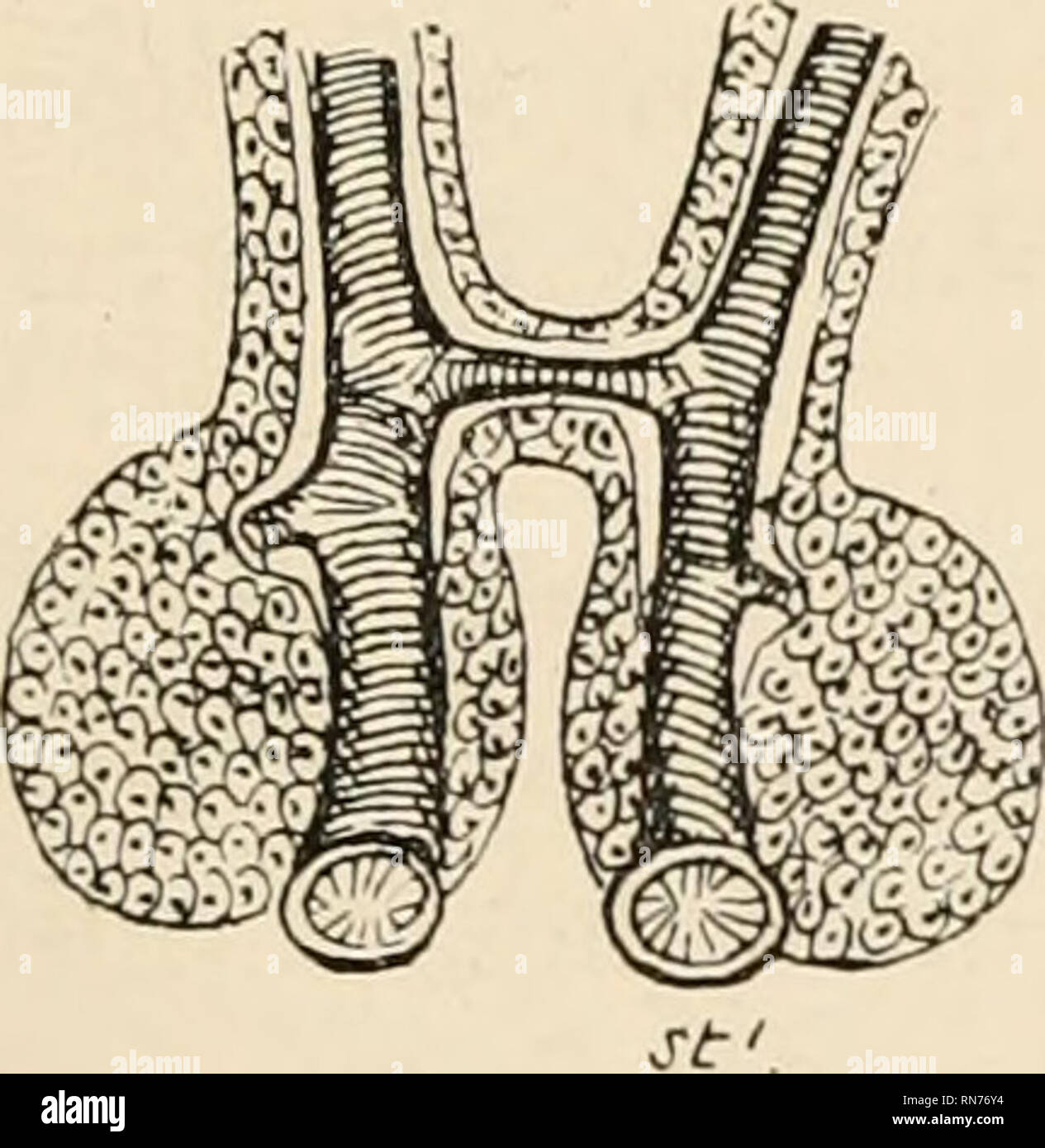 Anatomy Of A Fly Fly Anatomy: Facts & Information On Biology Of Flies