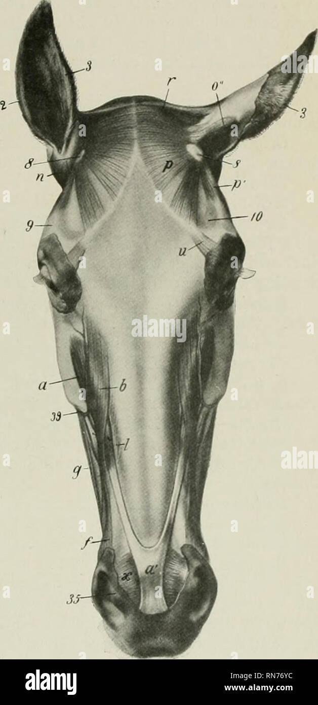 . The anatomy of the domestic animals. Veterinary anatomy. MUSCLES OF ...