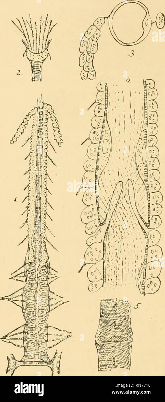 . The anatomy, physiology, morphology and development of the blow- fly ...