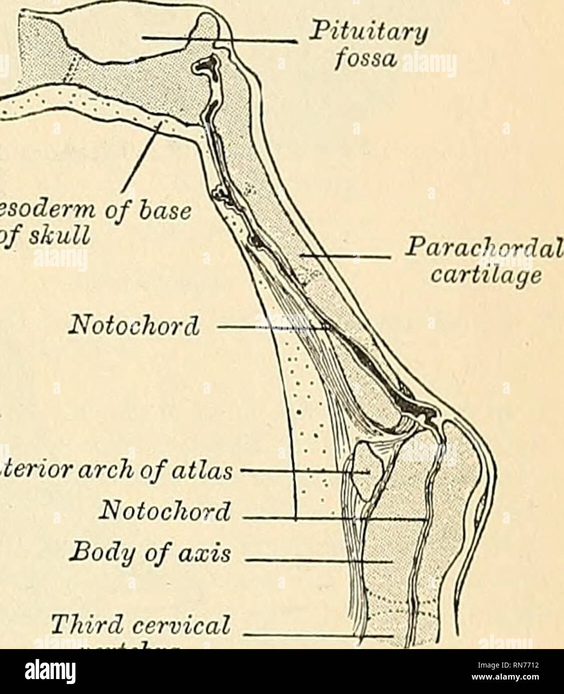 . Anatomy, descriptive and applied. Anatomy. THE SKULL AS A WHOLE 141 ...