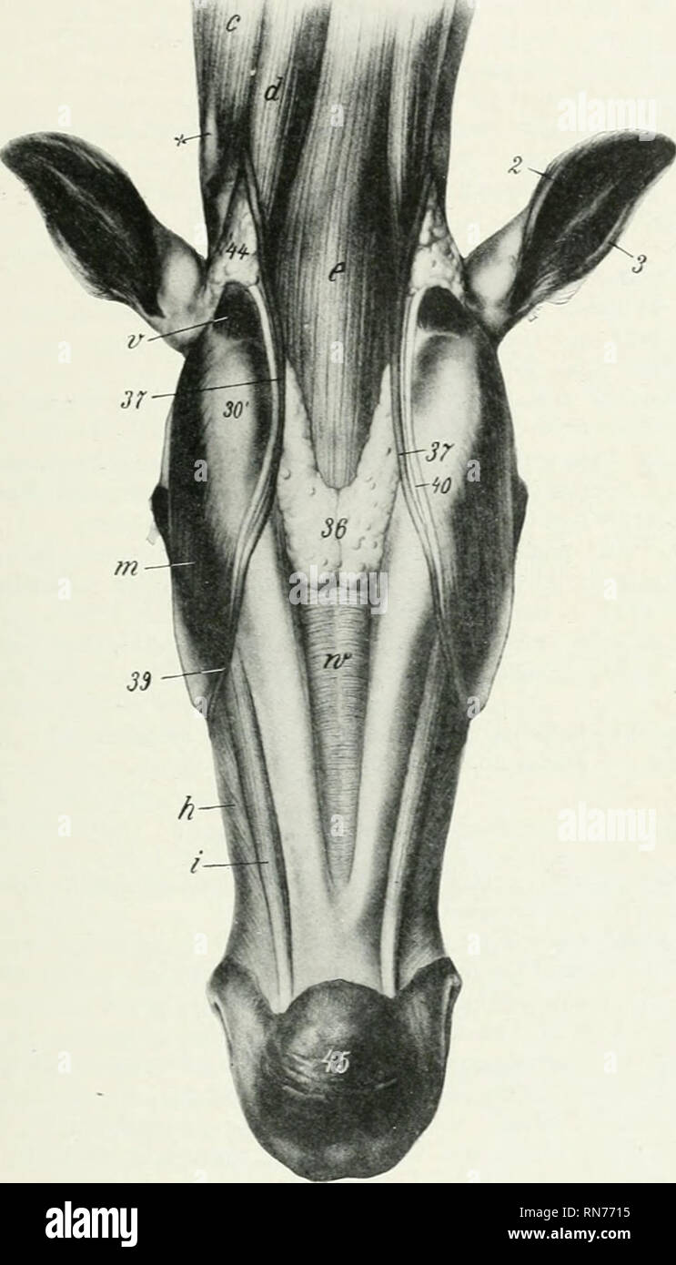 . The anatomy of the domestic animals. Veterinary anatomy. MANDIBULAR ...