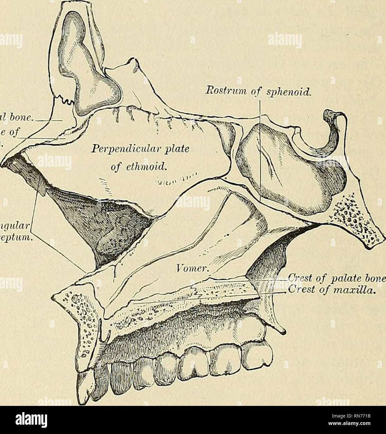 Nasal crest hi-res stock photography and images - Alamy