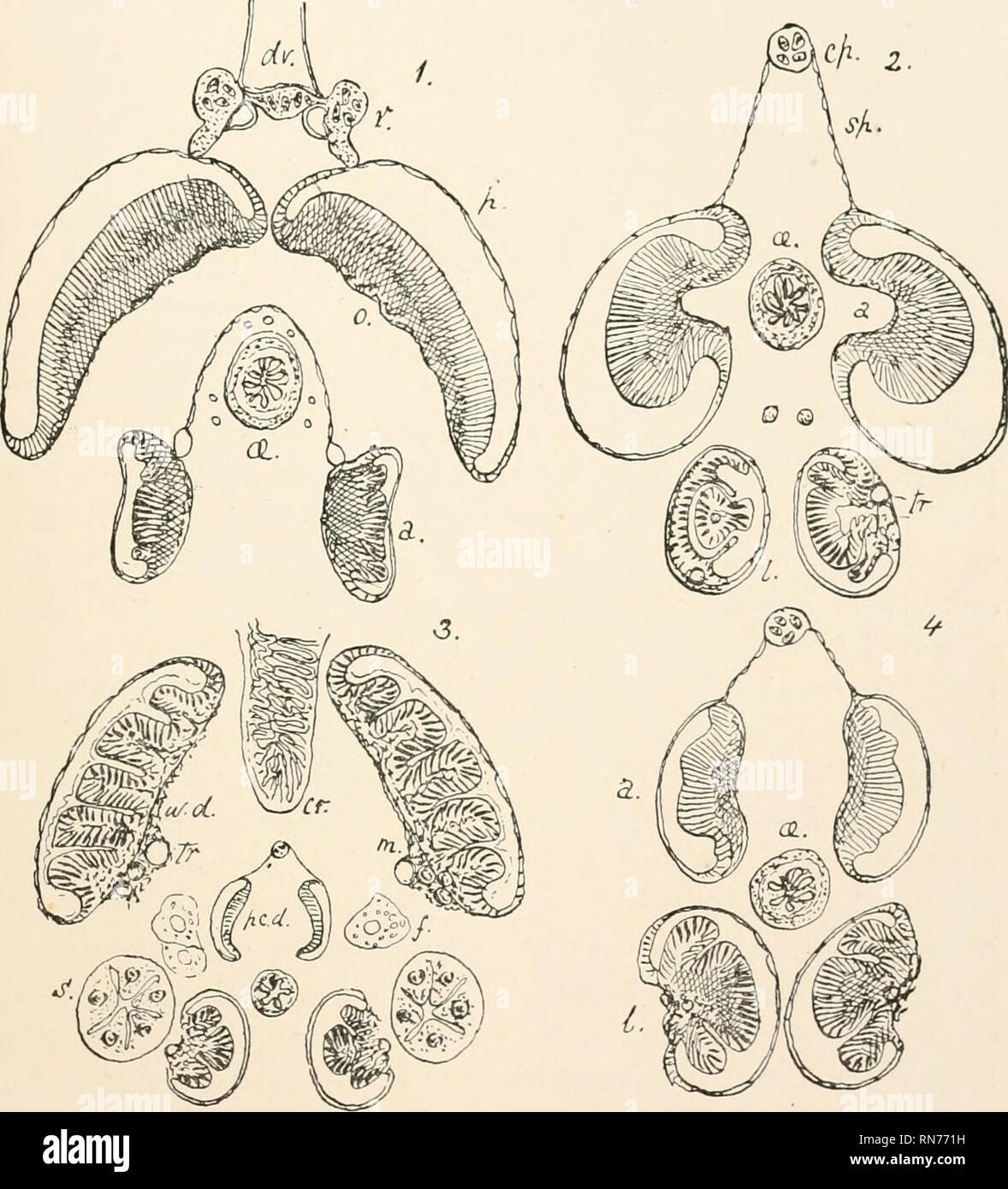 . The anatomy, physiology, morphology and development of the blow-fly ...