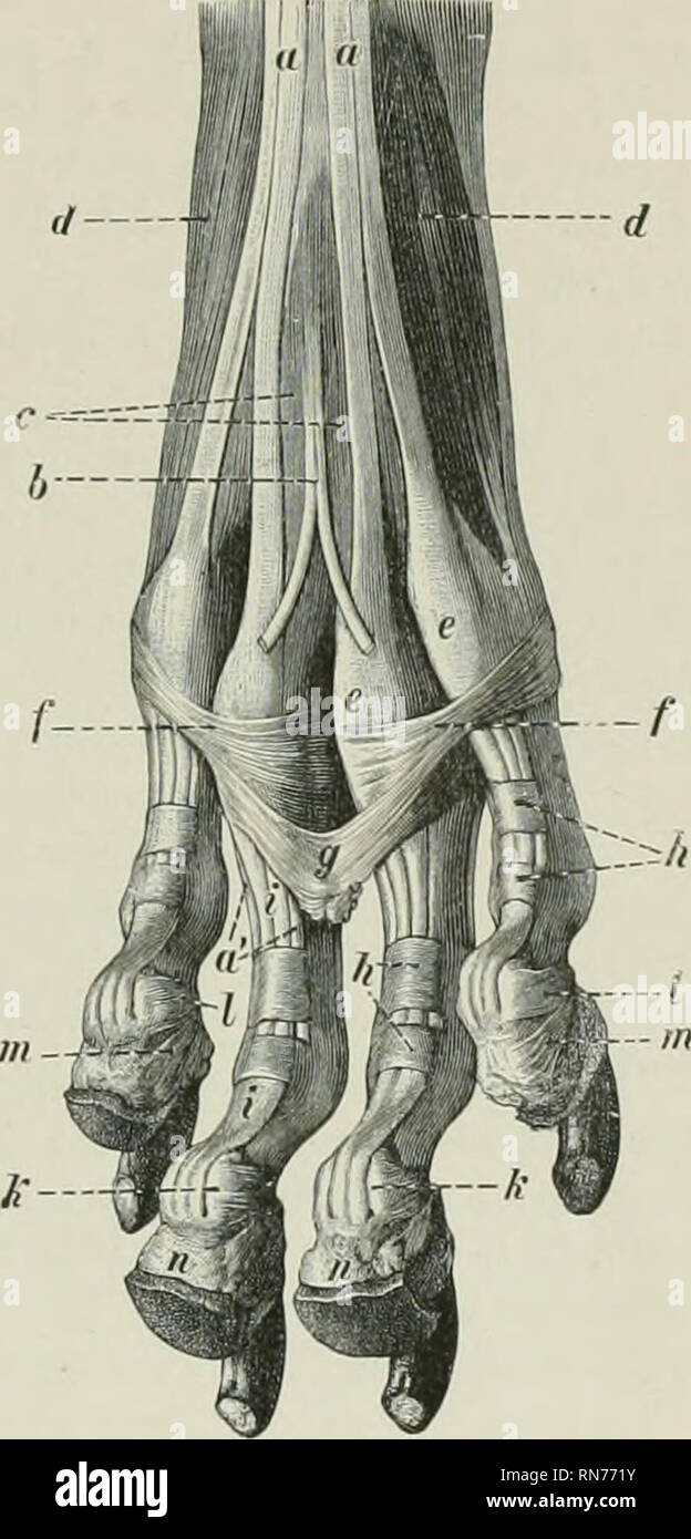 . The anatomy of the domestic animals. Veterinary anatomy. Fio. 258 ...