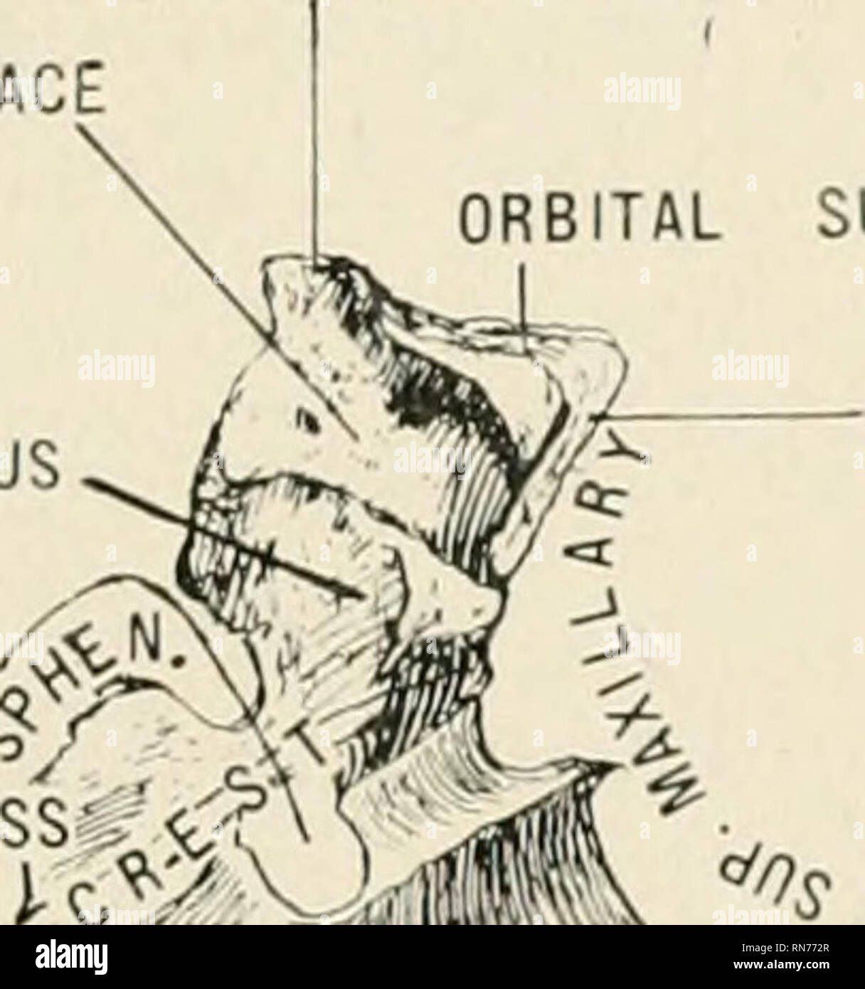 . Anatomy in a nutshell : a treatise on human anatomy in its relation ...