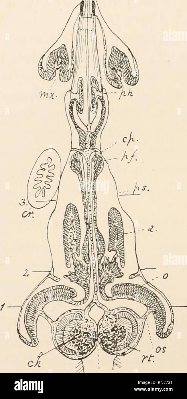 . The anatomy, physiology, morphology and development of the blow-fly ...