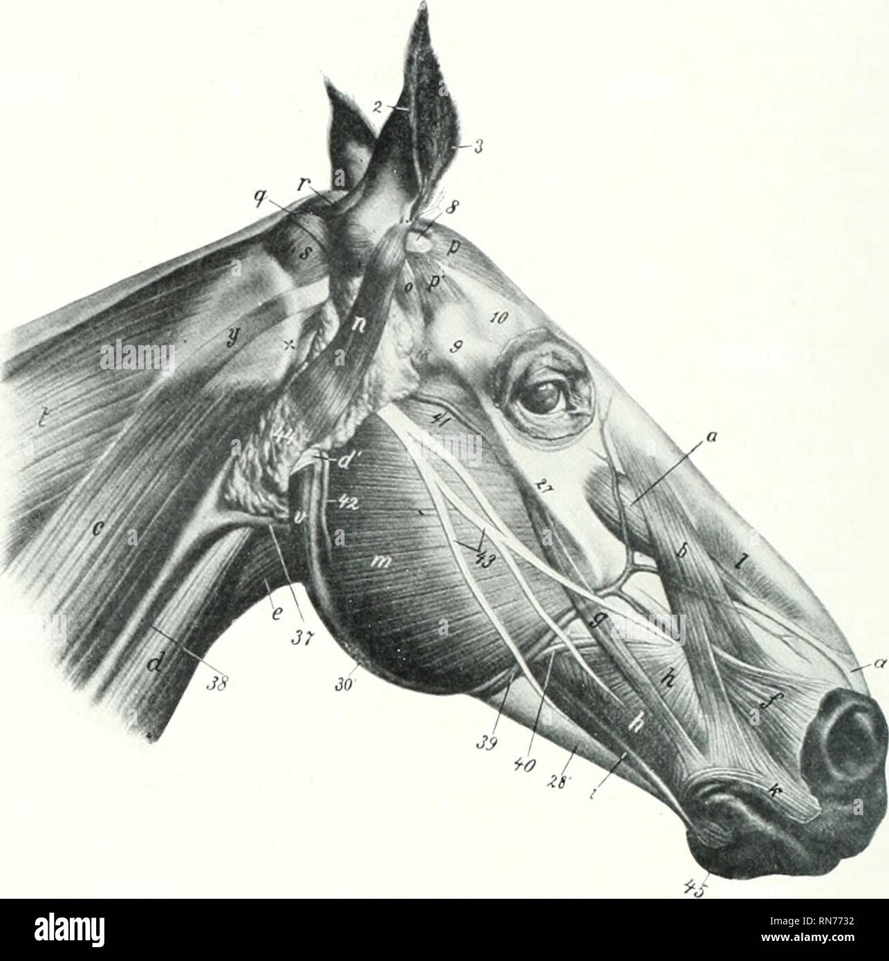 . The anatomy of the domestic animals. Veterinary anatomy. 256 FASCLE ...