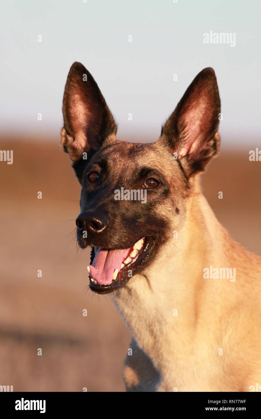 Portrait of a beautiful dog breed Belgian Shepherd Malinois Stock Photo ...
