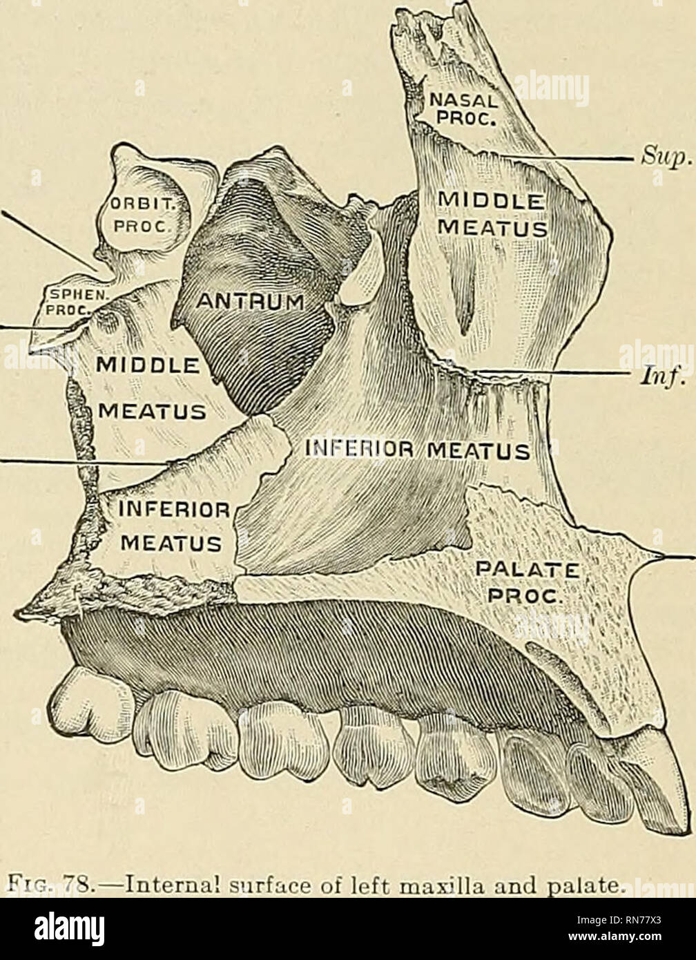Pterygopalatine hi-res stock photography and images - Alamy