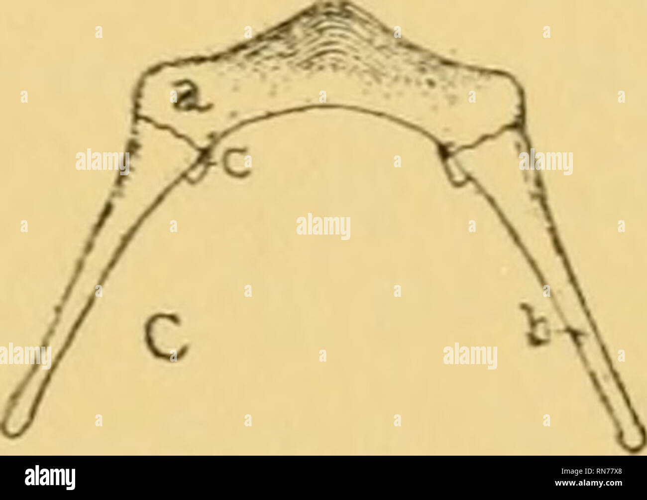 . Anatomy of the wood rat; comparative anatomy of the subgenera of the ...