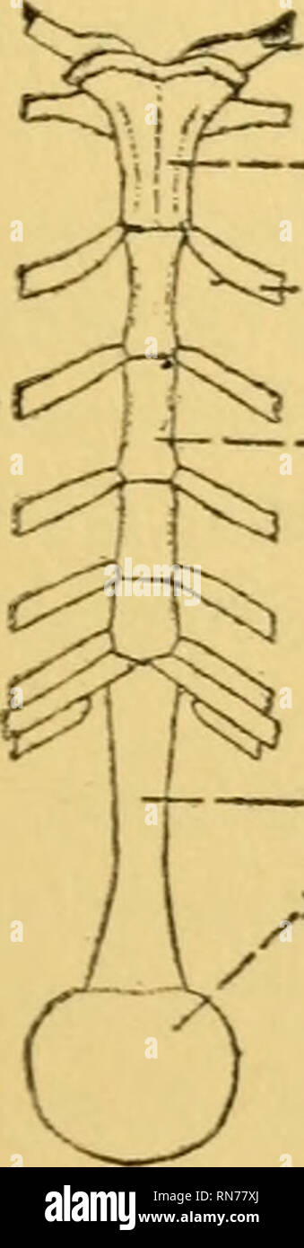 . Anatomy of the wood rat; comparative anatomy of the subgenera of the ...