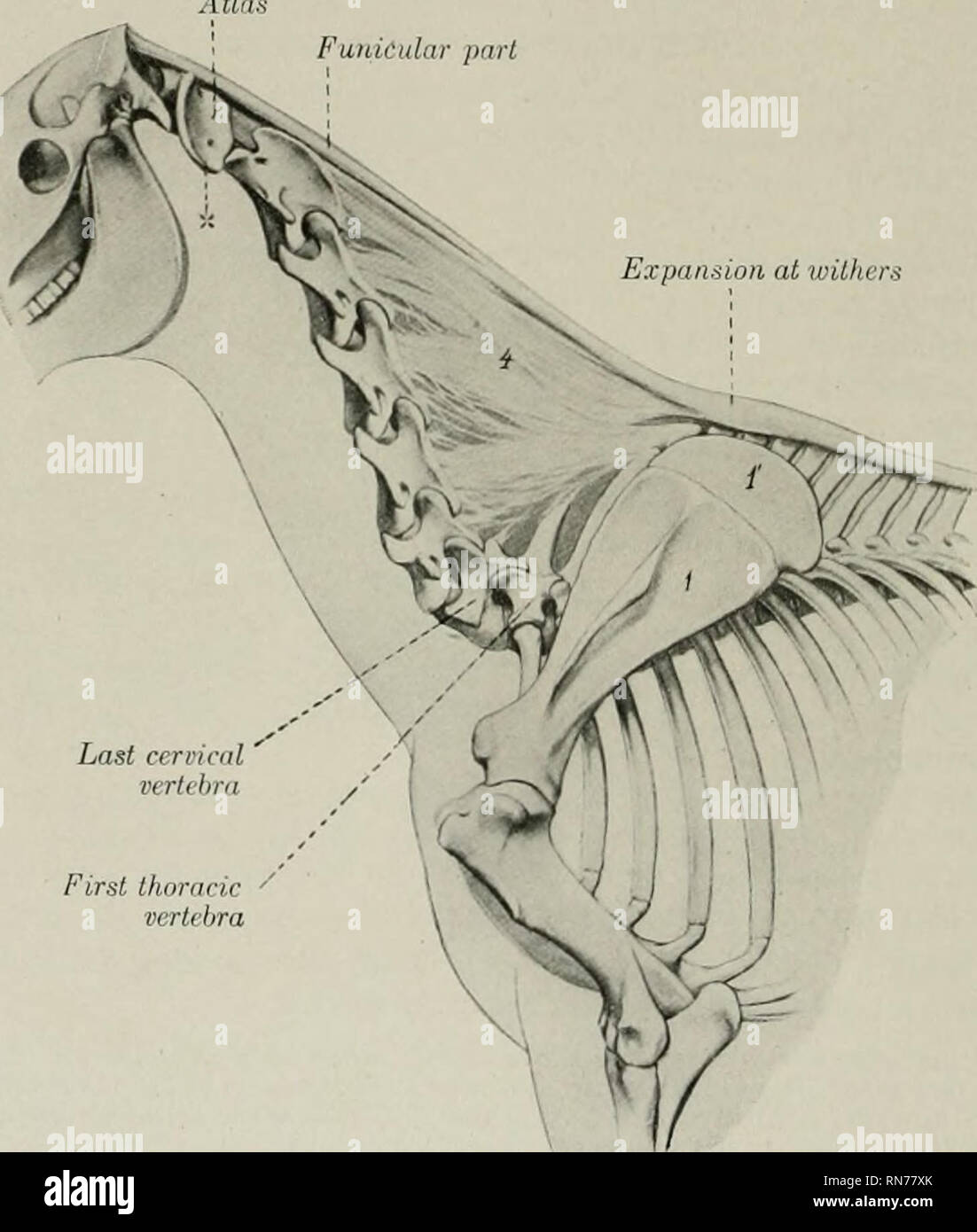 Transverse processes of cervical vertebrae hi-res stock photography and ...
