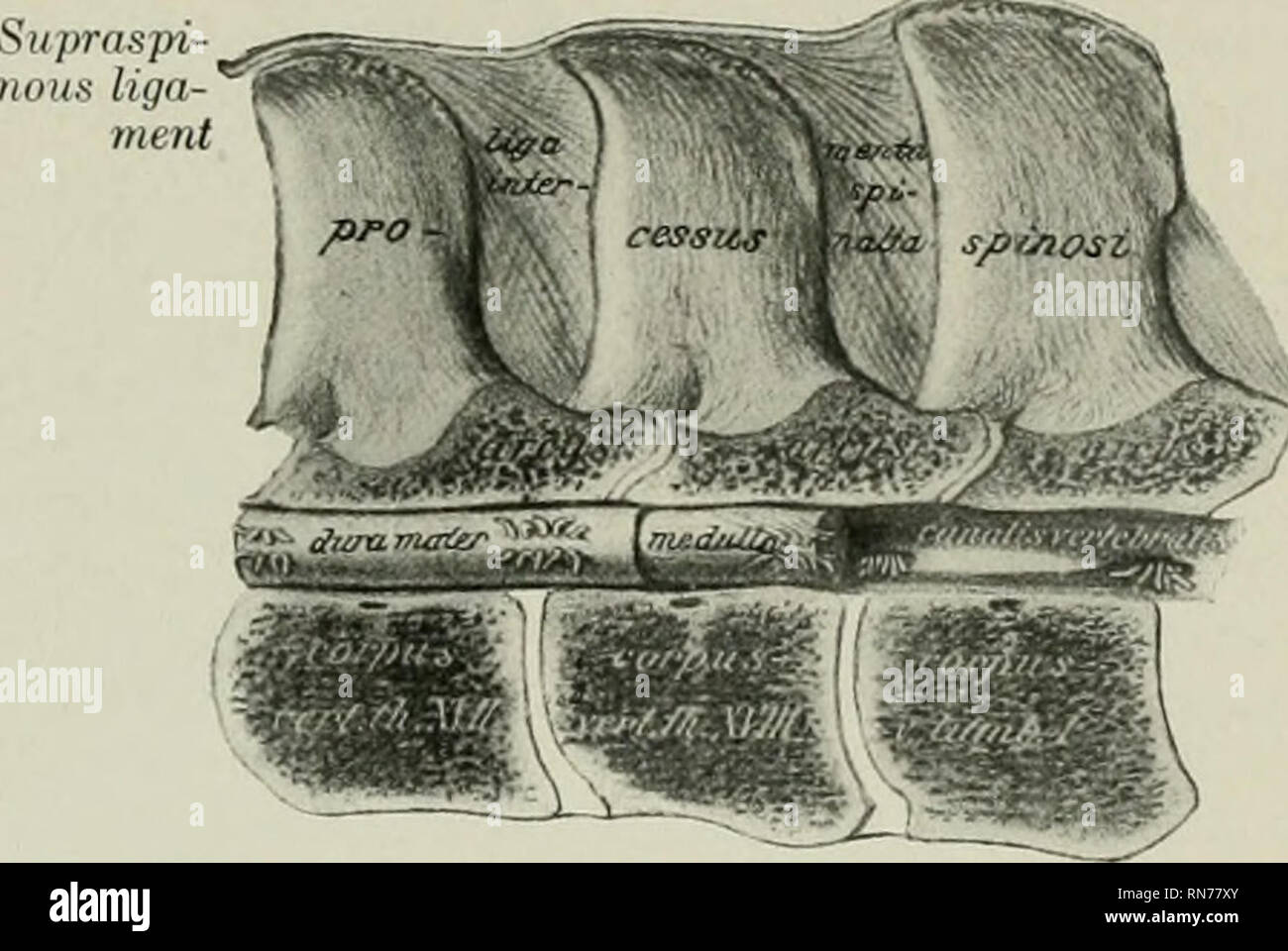 . The anatomy of the domestic animals. Veterinary anatomy. THE ...
