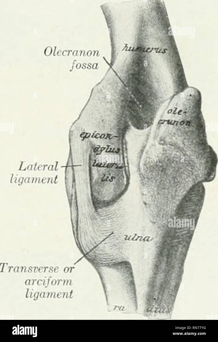 . The anatomy of the domestic animals. Veterinary anatomy. THE ELBOW ...