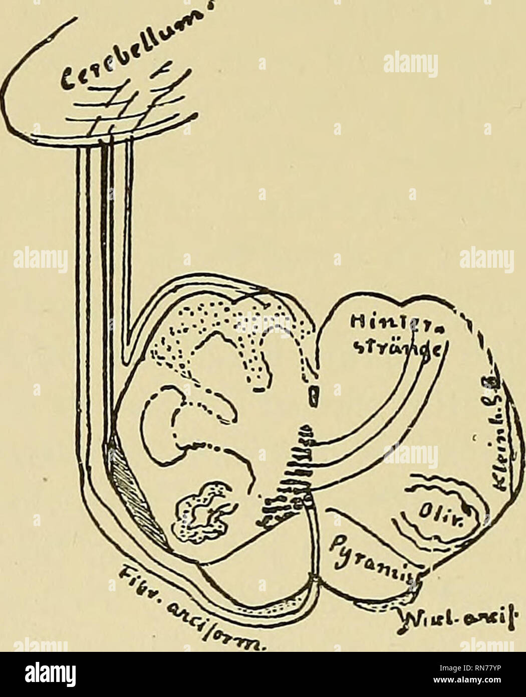 Cerebellar peduncle hi-res stock photography and images - Alamy