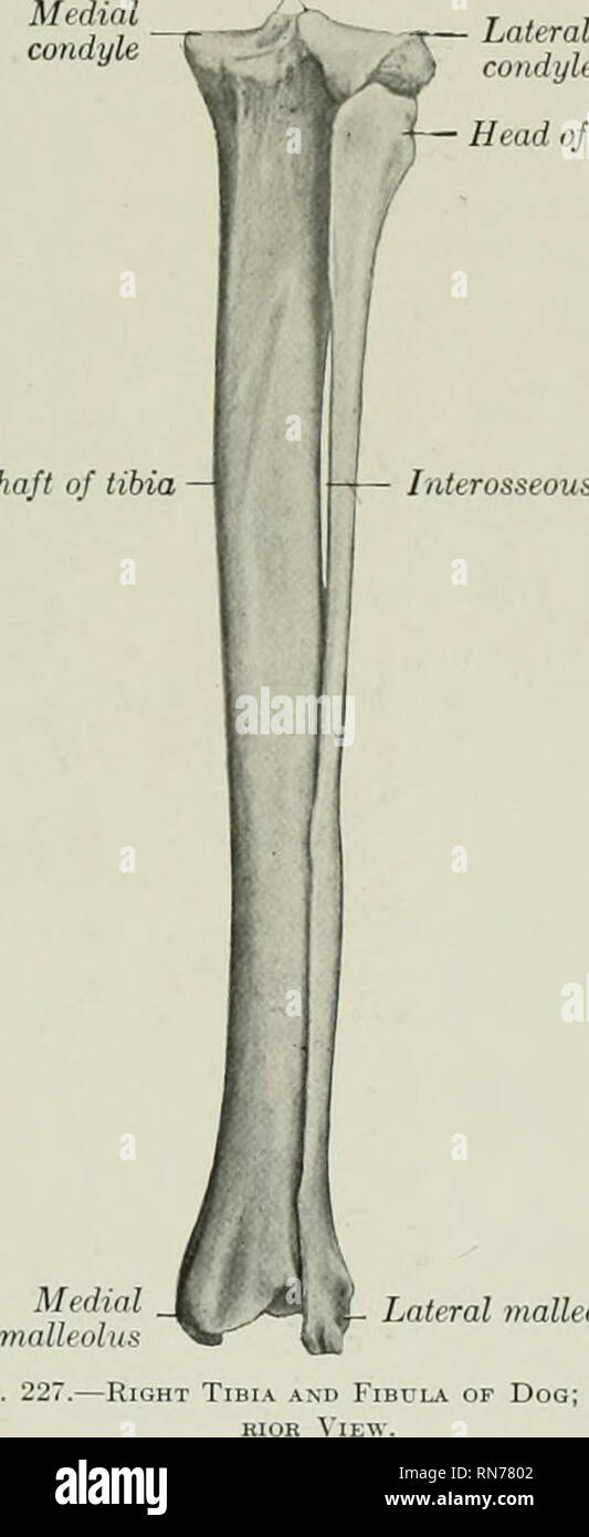Tibia And Fibula Diagram Labeled