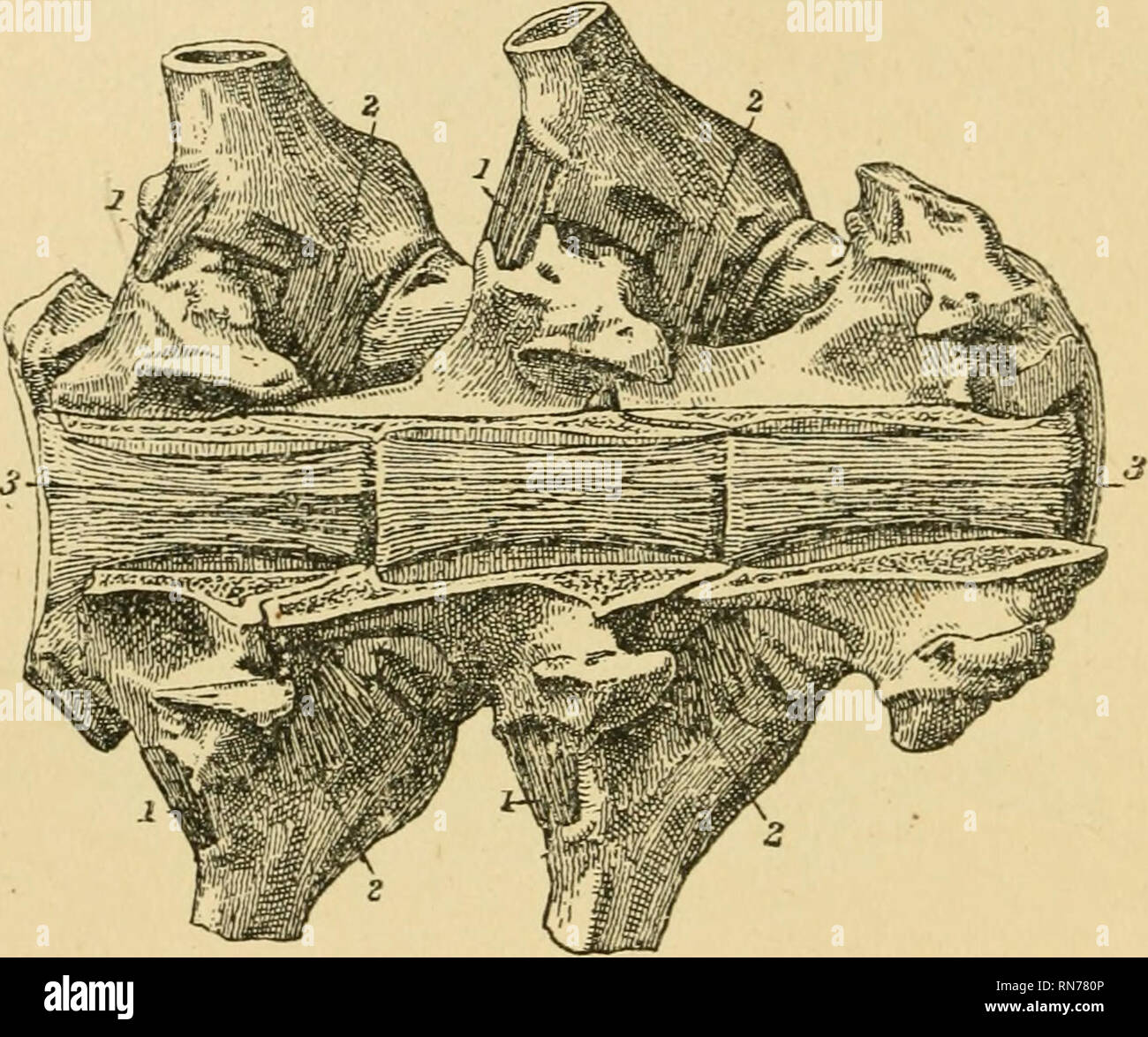 . The anatomy of the horse : a dissection guide. Horses; Horses ...