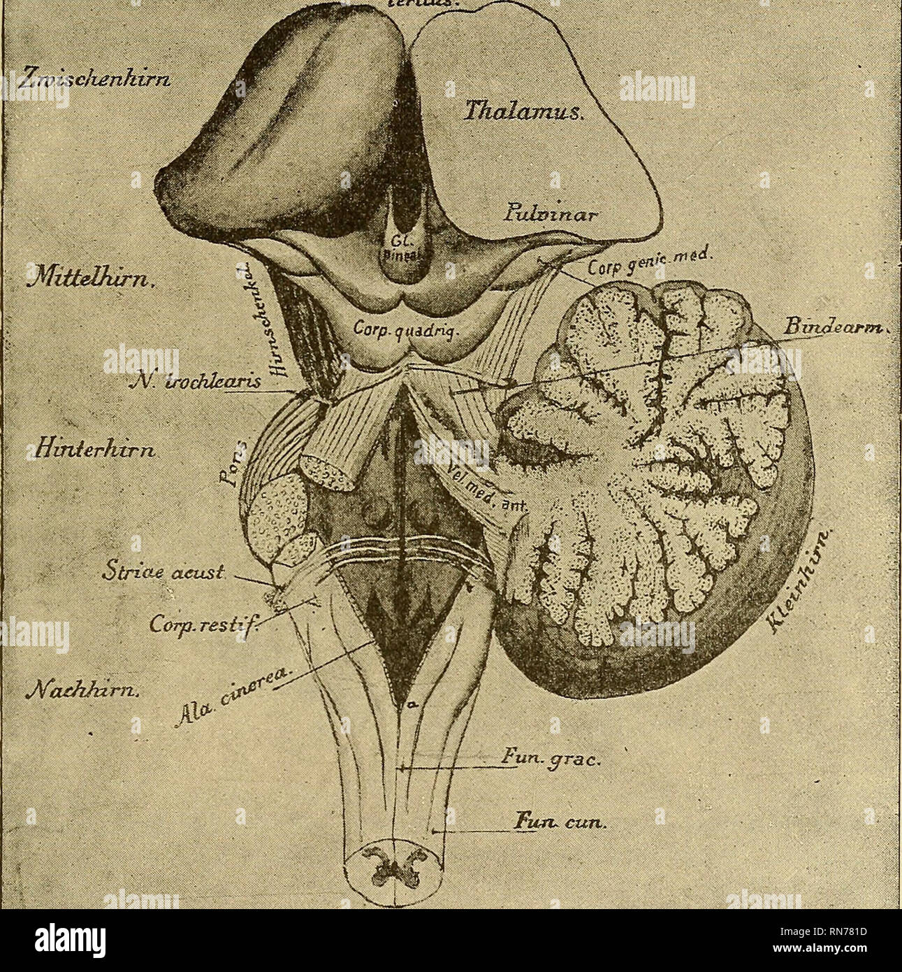 Open Medulla Cross Section