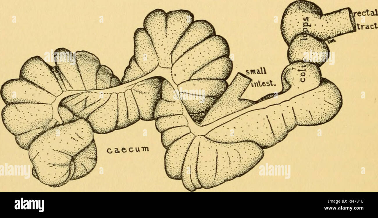 . Anatomy of the wood rat; comparative anatomy of the subgenera of the ...