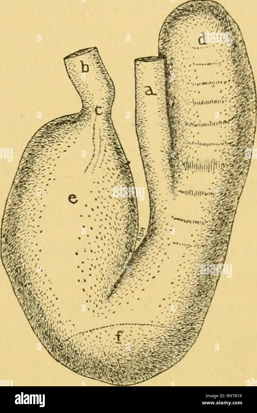 . Anatomy of the wood rat; comparative anatomy of the subgenera of the ...