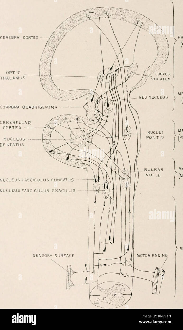 Metencephalon hi-res stock photography and images - Alamy
