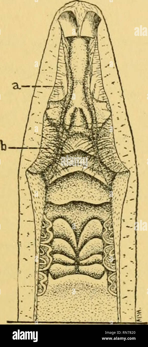 . Anatomy of the wood rat; comparative anatomy of the subgenera of the ...