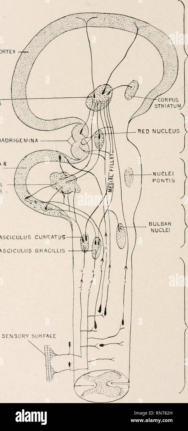 Metencephalon hi-res stock photography and images - Alamy