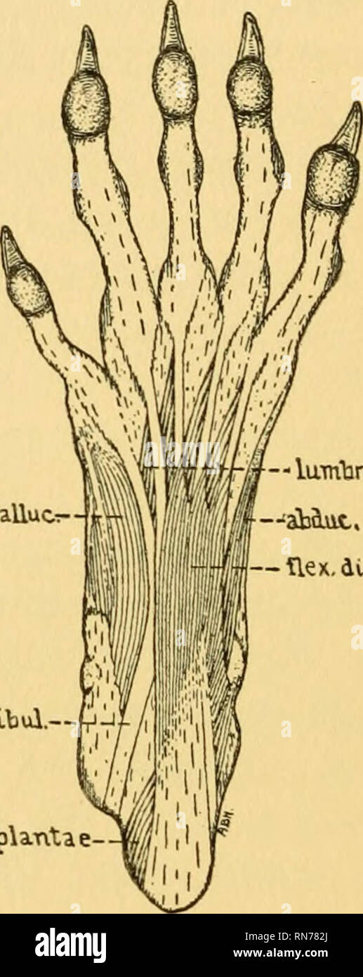 . Anatomy of the wood rat; comparative anatomy of the subgenera of the ...