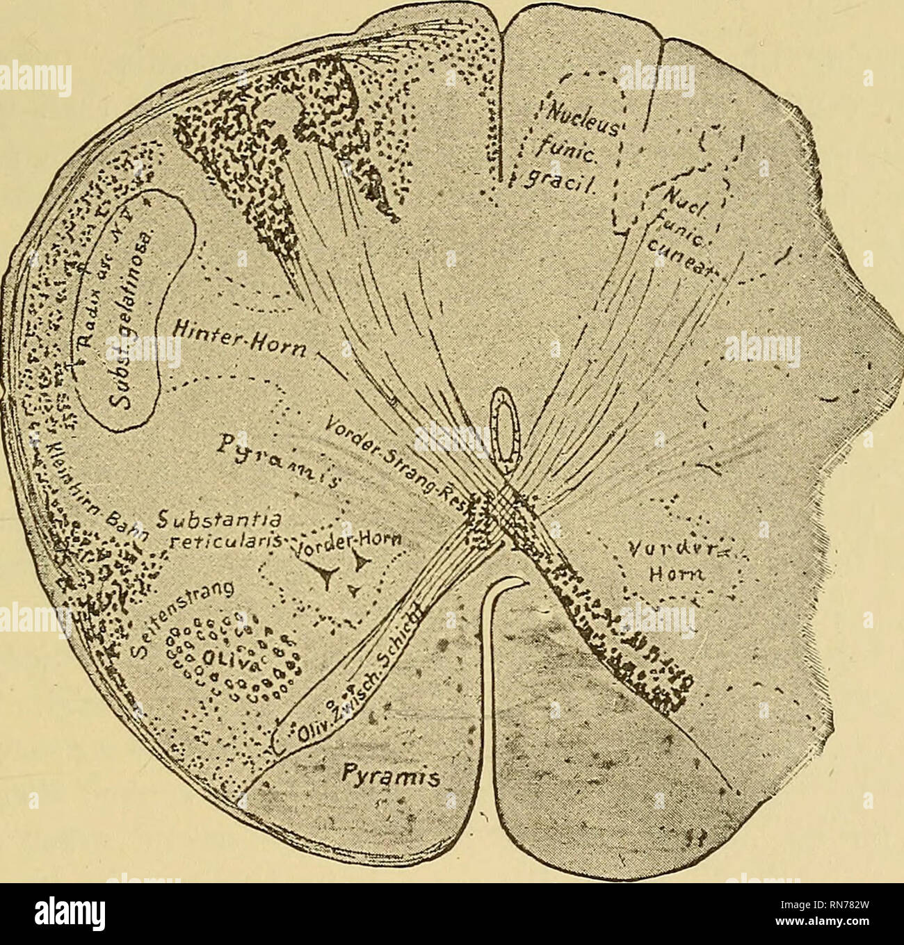 . The anatomy of the central nervous system of man and of vertebrates ...