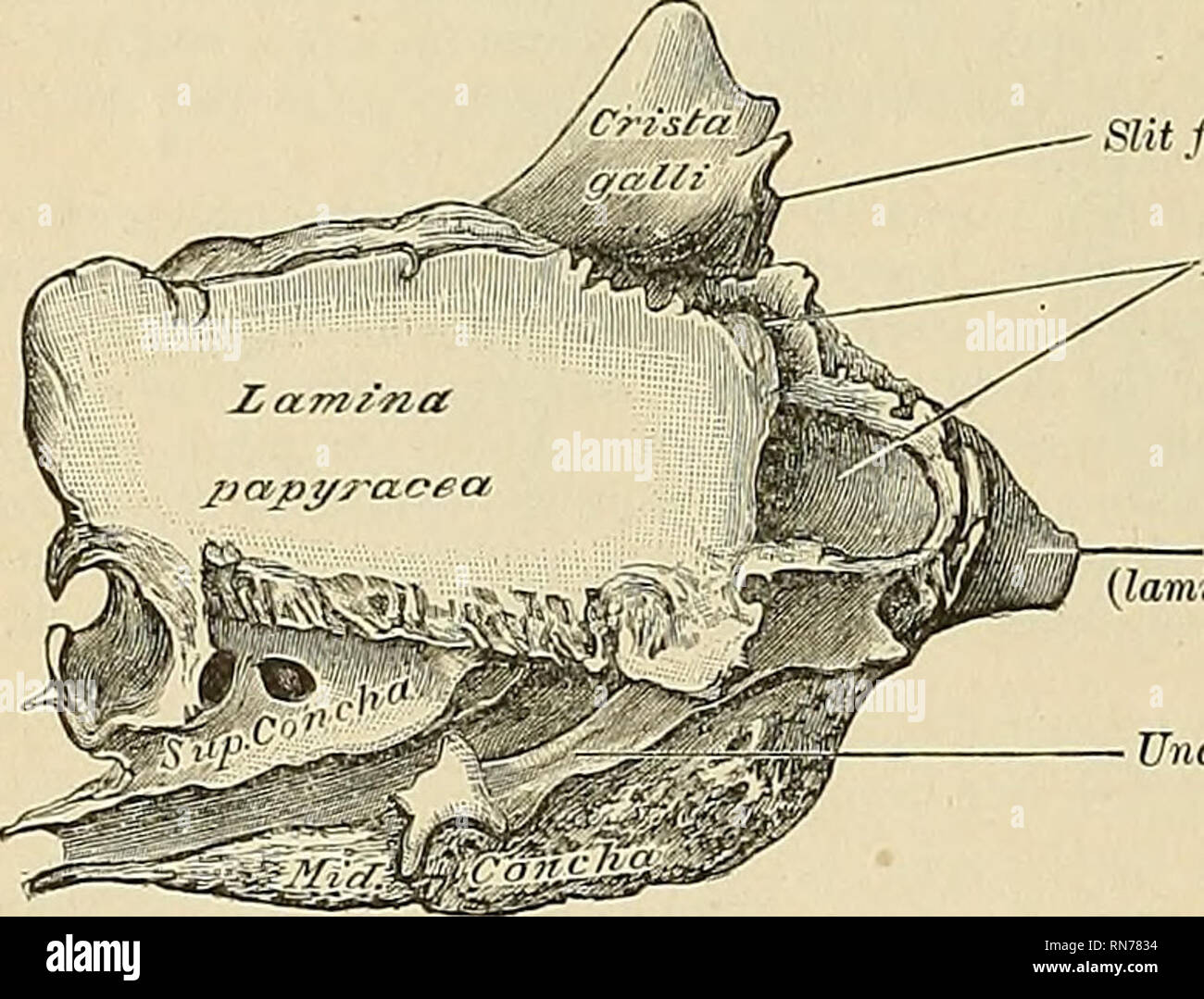. Anatomy, descriptive and applied. Anatomy. 96 SPECIAL ANATOMY OF THE ...