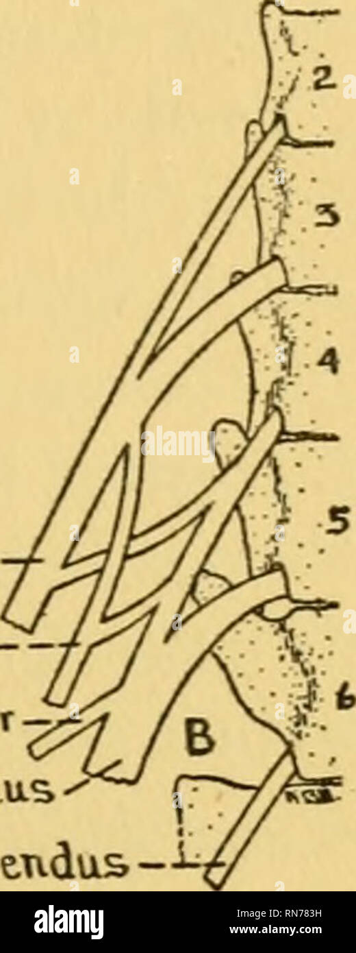 . Anatomy of the wood rat; comparative anatomy of the subgenera of the ...