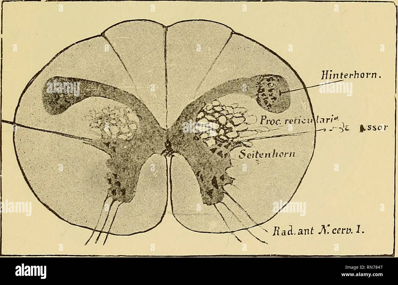 Medulla Cross Sections