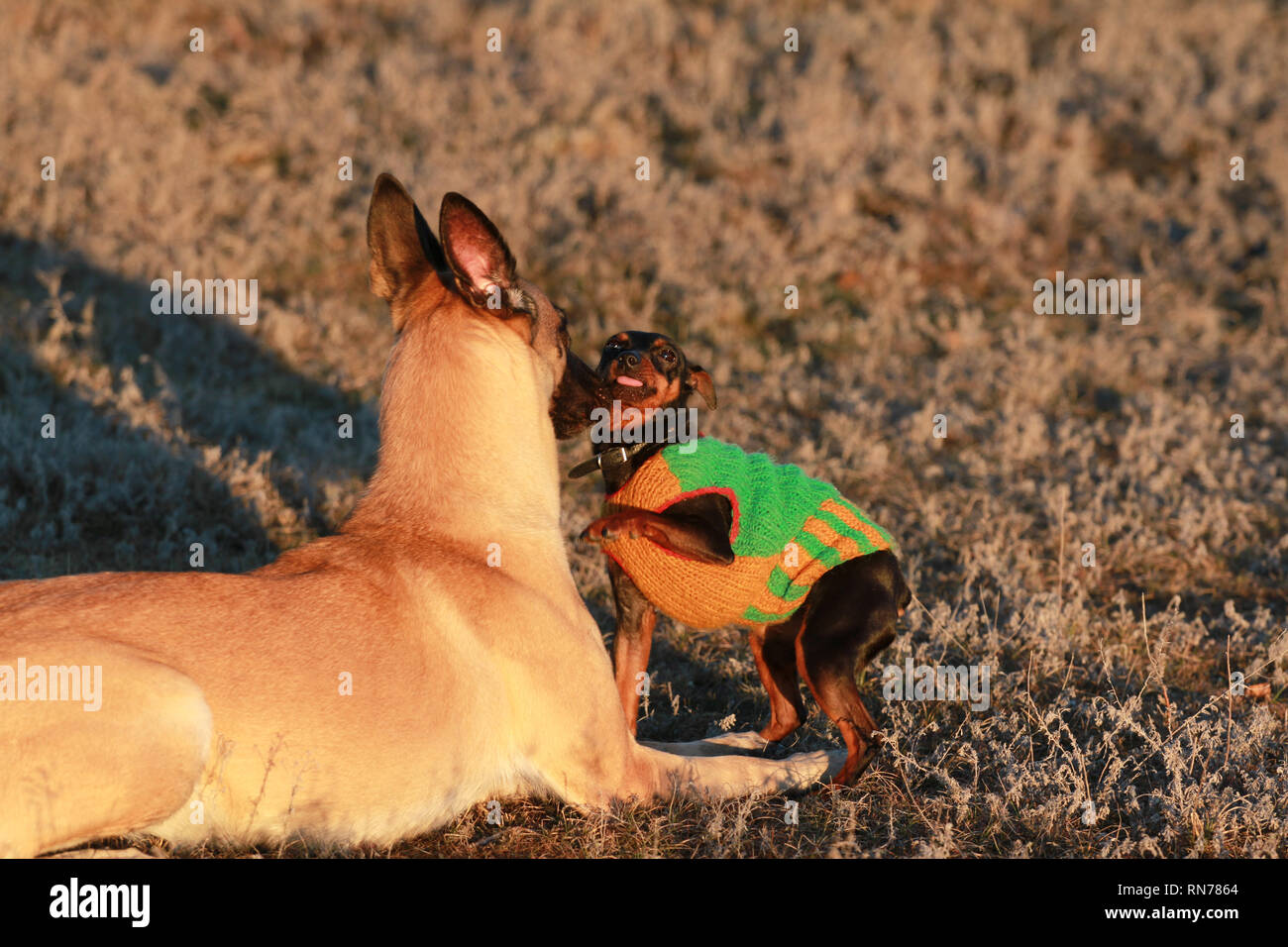 Big and small dogs breed Belgian Shepherd Malinois and miniature ...
