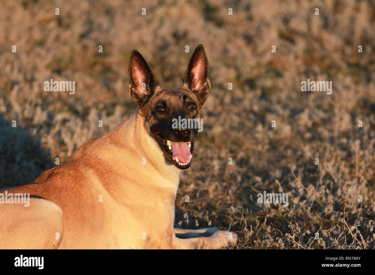 Portrait of a beautiful dog breed Belgian Shepherd Malinois Stock Photo ...