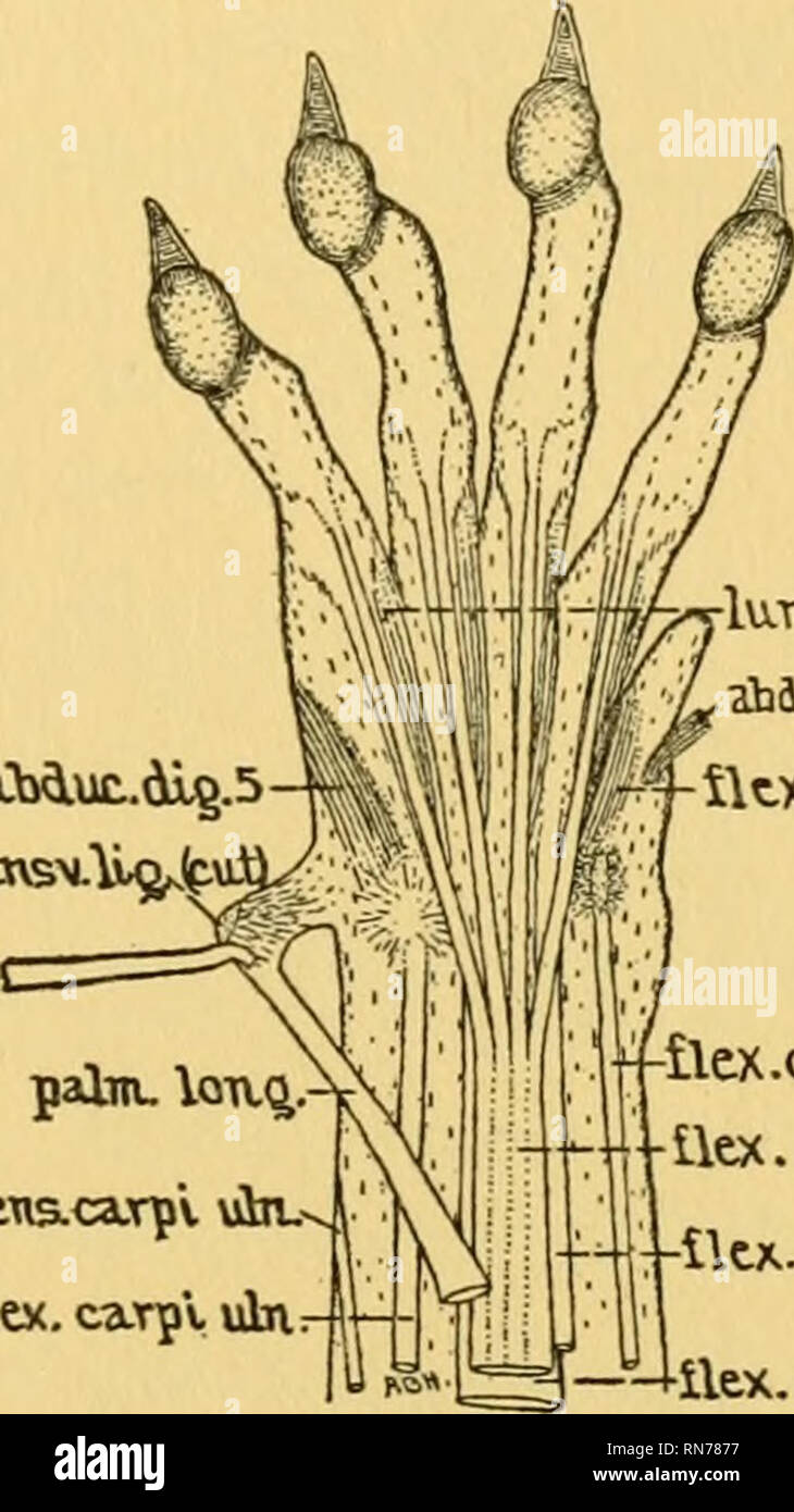 . Anatomy of the wood rat; comparative anatomy of the subgenera of the ...
