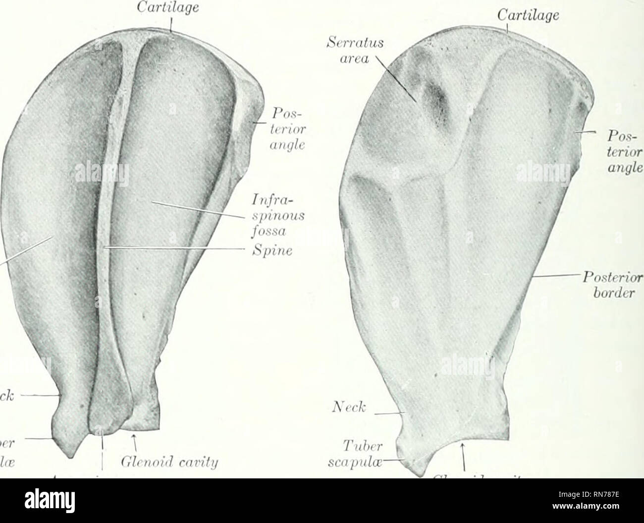 Deltoid tubercle hi-res stock photography and images - Alamy