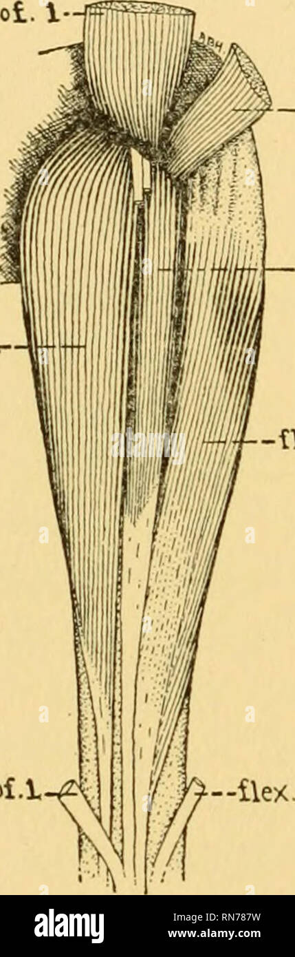 . Anatomy of the wood rat; comparative anatomy of the subgenera of the ...