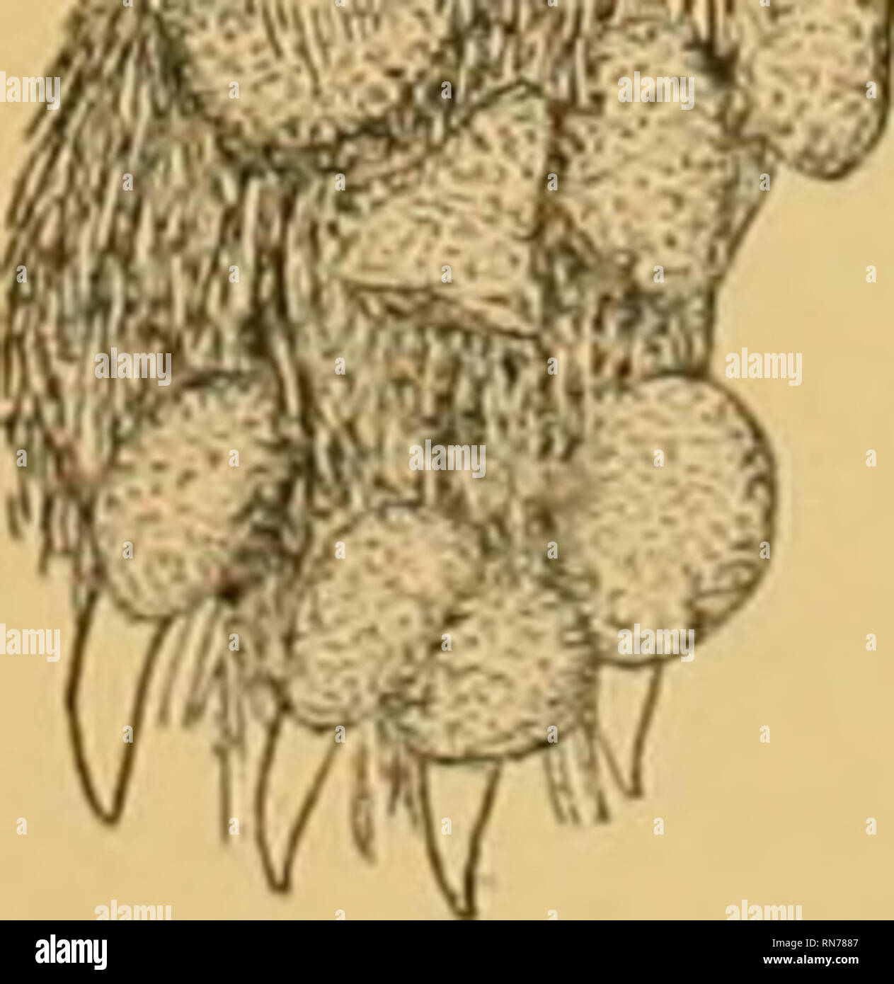 Booksubjectmammalsanatomy hi-res stock photography and images - Alamy