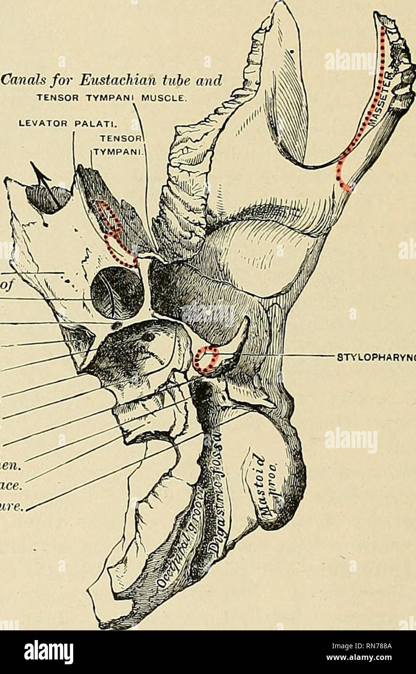 . Anatomy, descriptive and applied. Anatomy. 86 SPECIAL ANATOMY OF THE ...